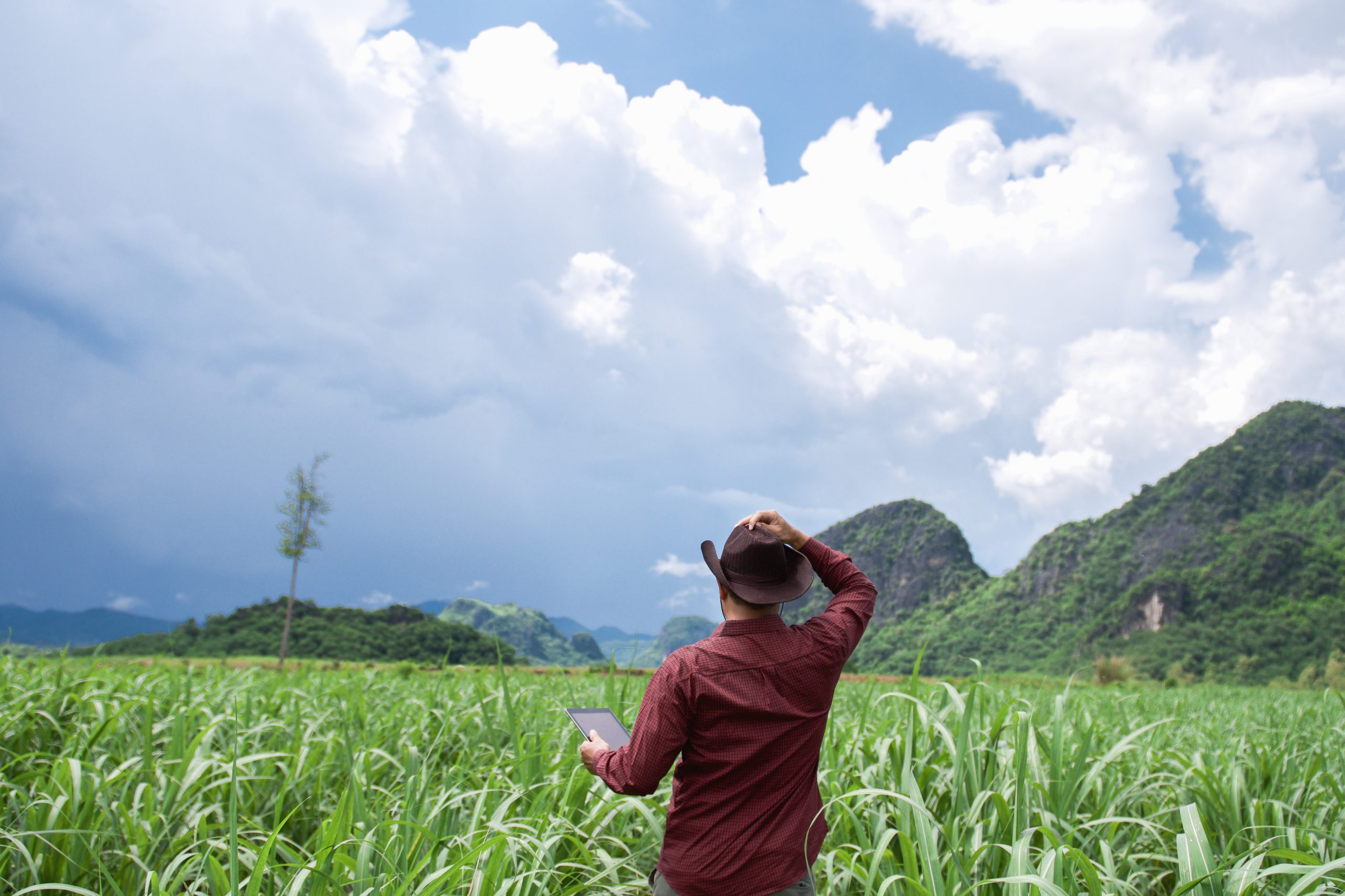 Empleo y desarrollo para Honduras, eso representa el azúcar. » ANDI